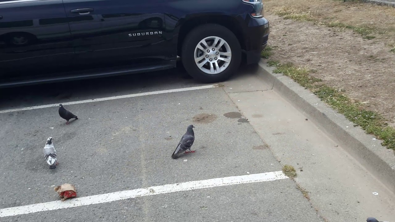 My french fry eating bandit crow .of sf bird friends july 26 2019 ...