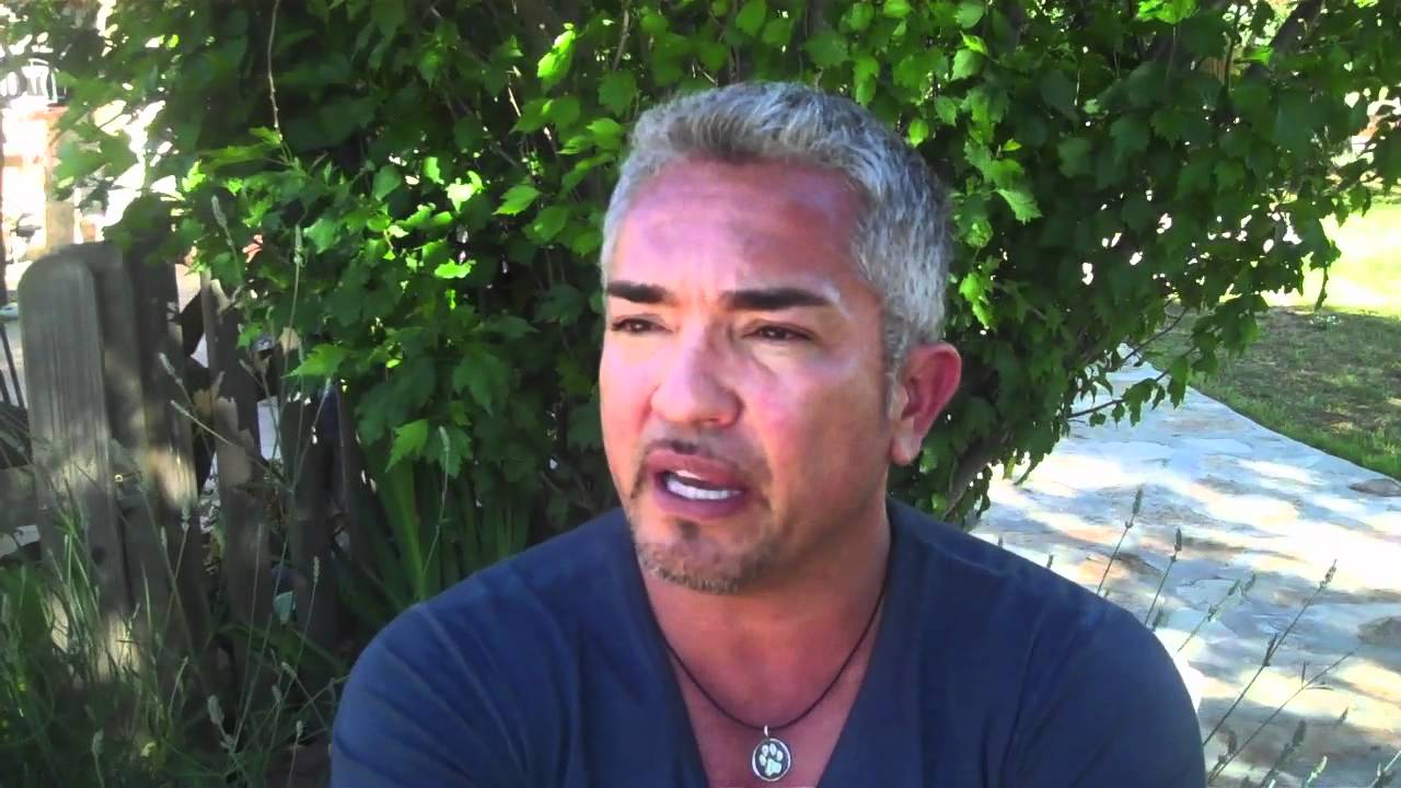 Cesar shares his thoughts about completing his 50th Cesar Millan Live ...
