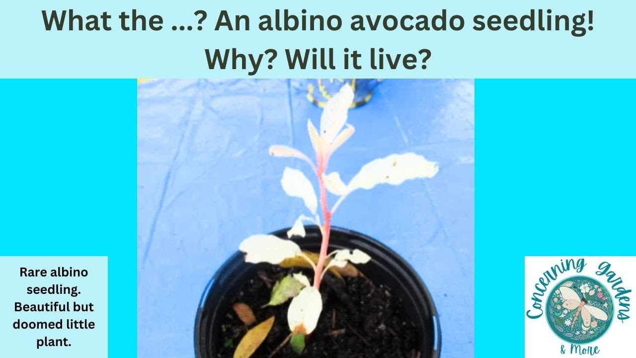 My first albino plant - an avocado seed produced an albino seedling ...