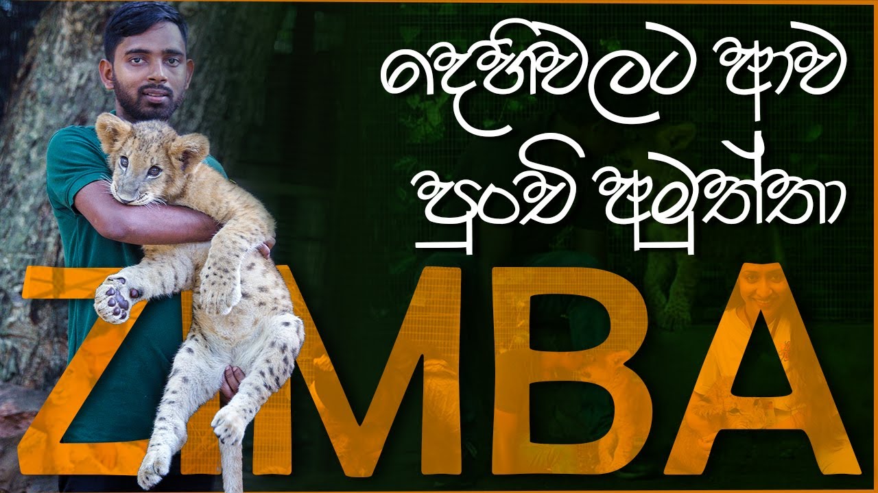 දෙහිවල ආව පුංචි අමුත්තා | Zimba - The Lion Cub - YouTube