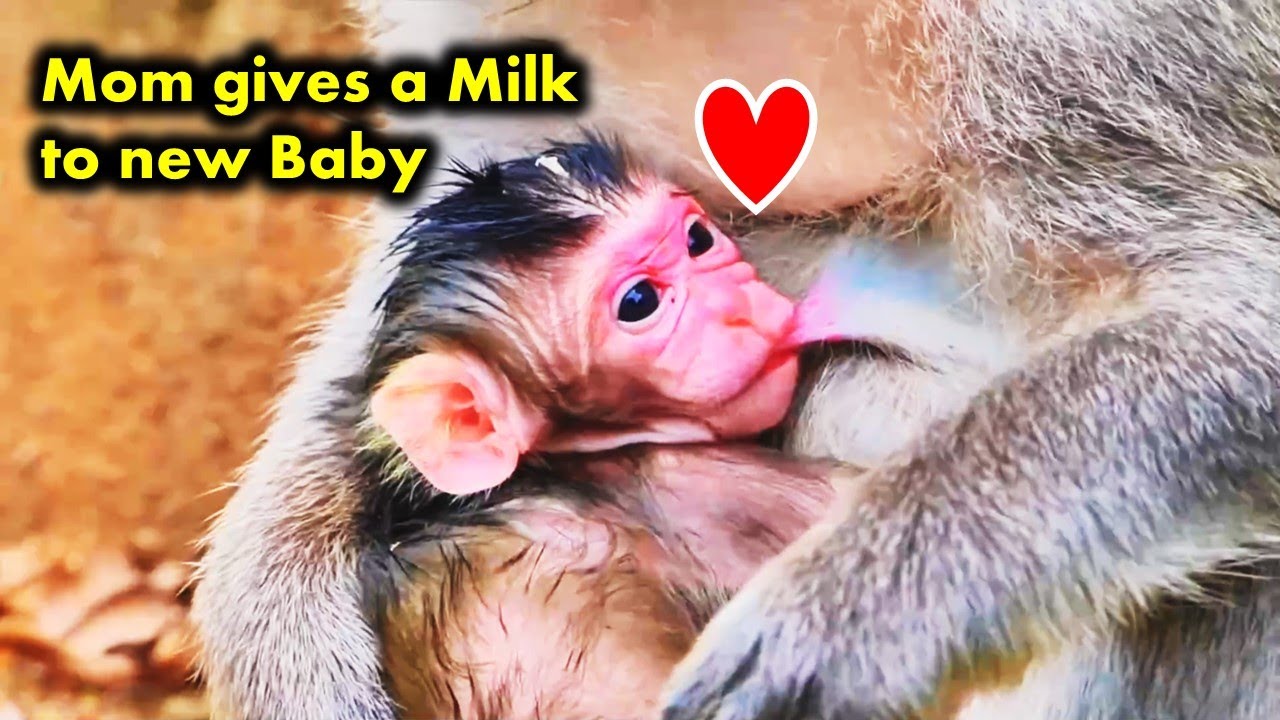 Ah, God !.Looking So poor newborn Cute Baby, Mother so happy has a new ...