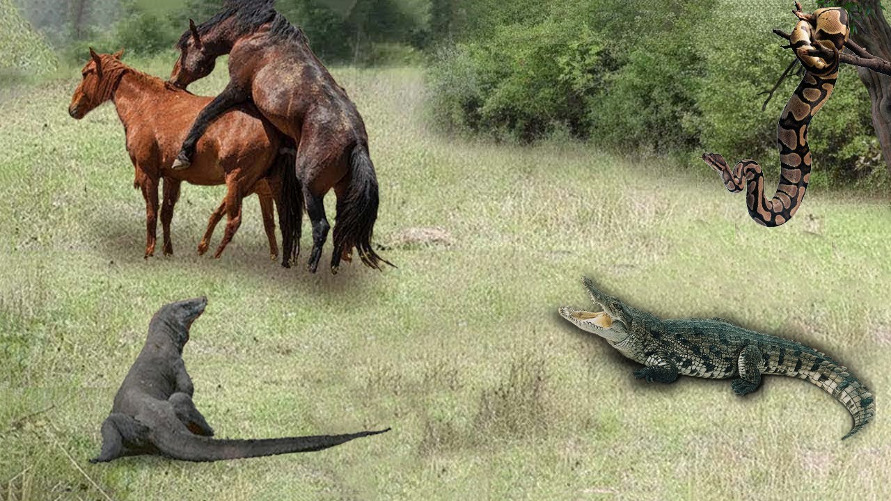 The Survival Circle of Wild Horse, Komodo Dragon, Crocodile, and Giant Python - YouTube