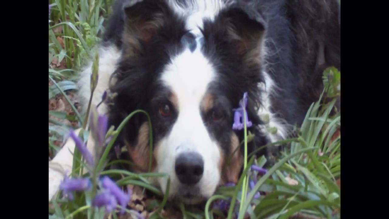 dogs enjoying springtime - YouTube