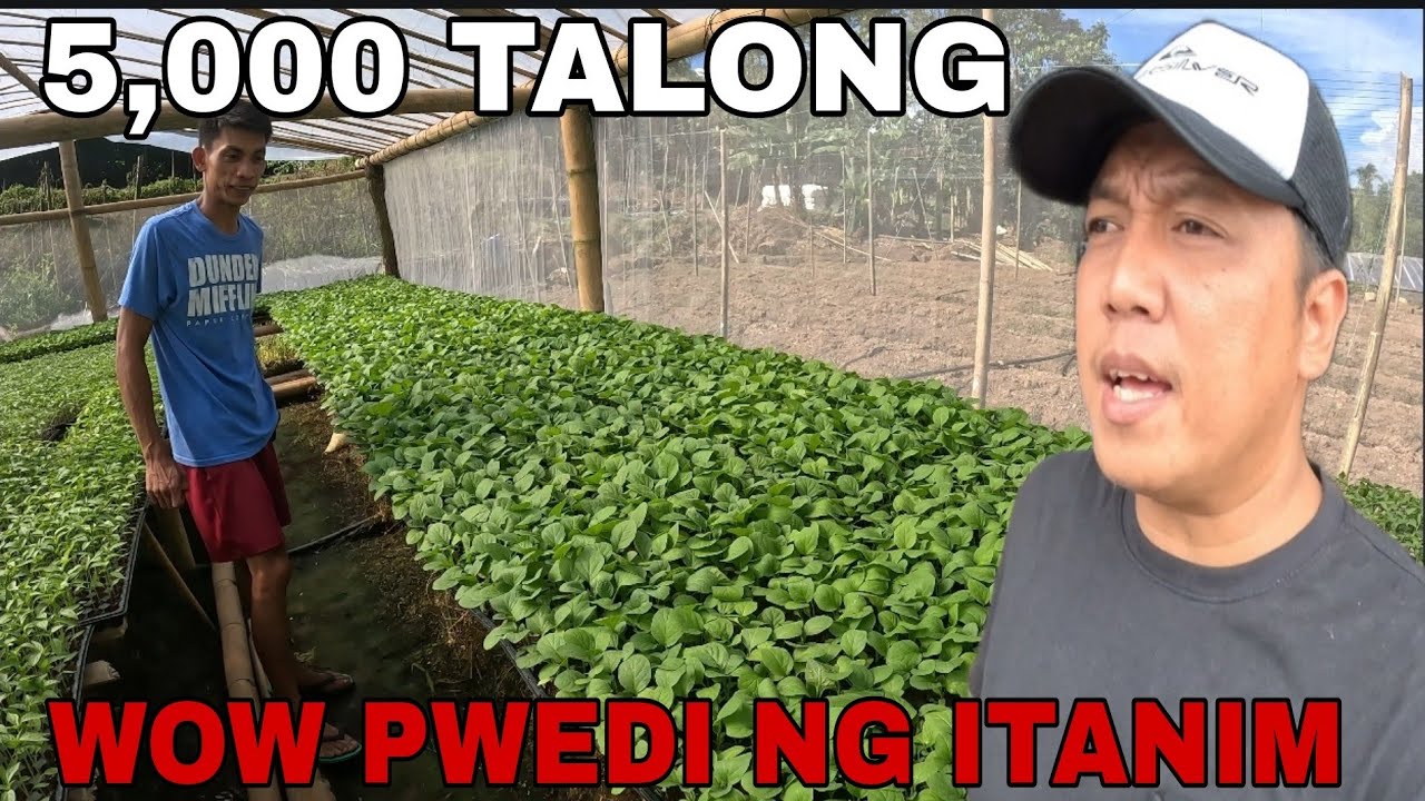 Para sa malawak na taniman ng talong ready na mga pananim pangunguha ng ...
