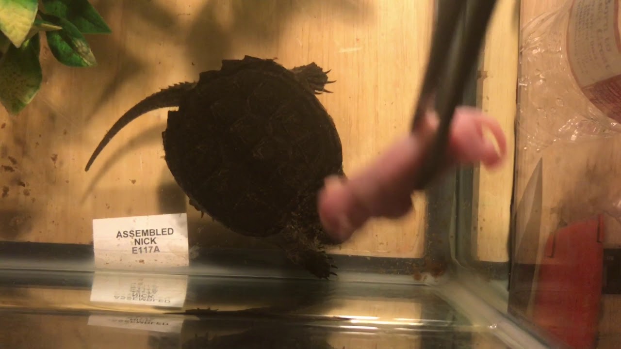 Snapping turtle VS baby rat - YouTube