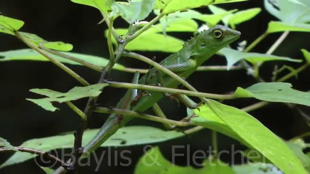 Green crested lizard, Mulu NP, Malaysia. 20140314_091831.m2ts - YouTube