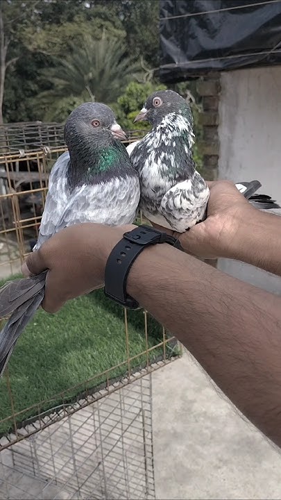 Sumon dar pigeon shorts video - YouTube