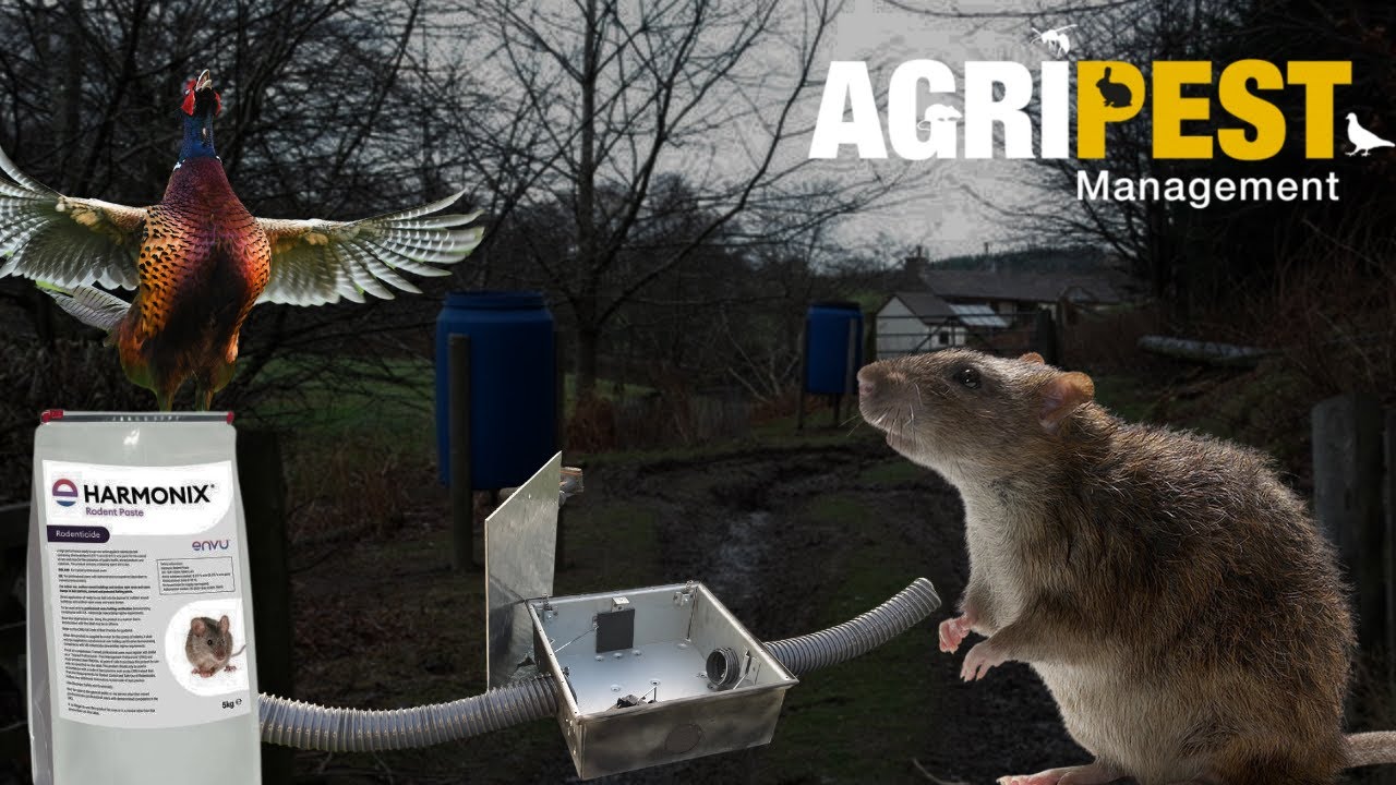 How to clear rats from around pheasant feeders - YouTube