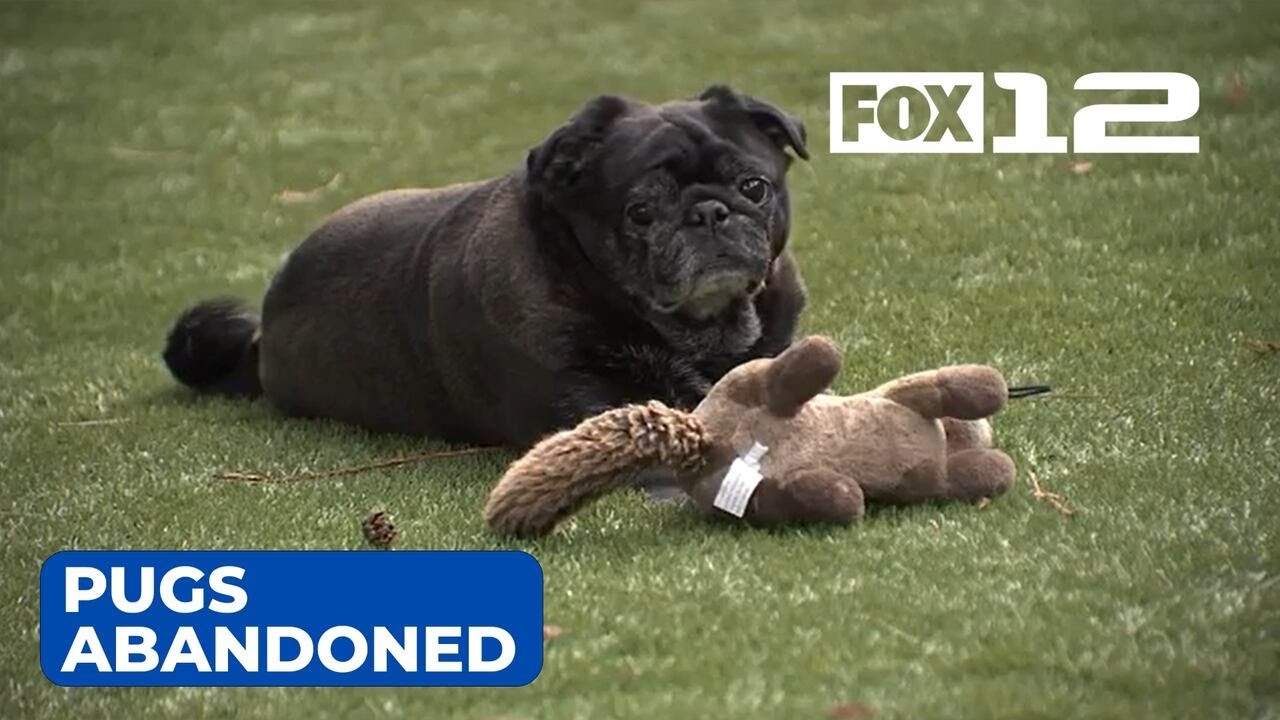 6 pugs with leg deformities abandoned on rural Oregon roads - YouTube