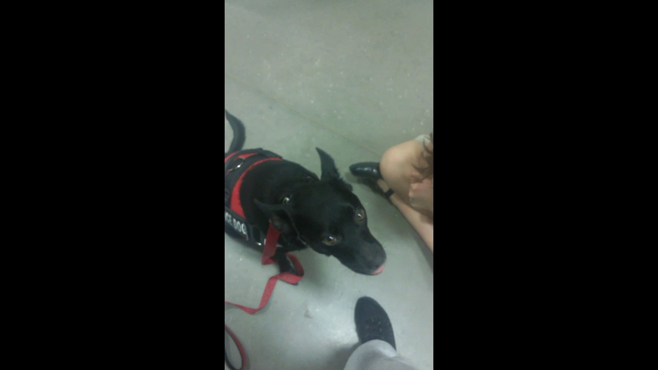 Autism Service Dog Training At Lowes YouTube autism-service-dog-training-at-lowes-youtube