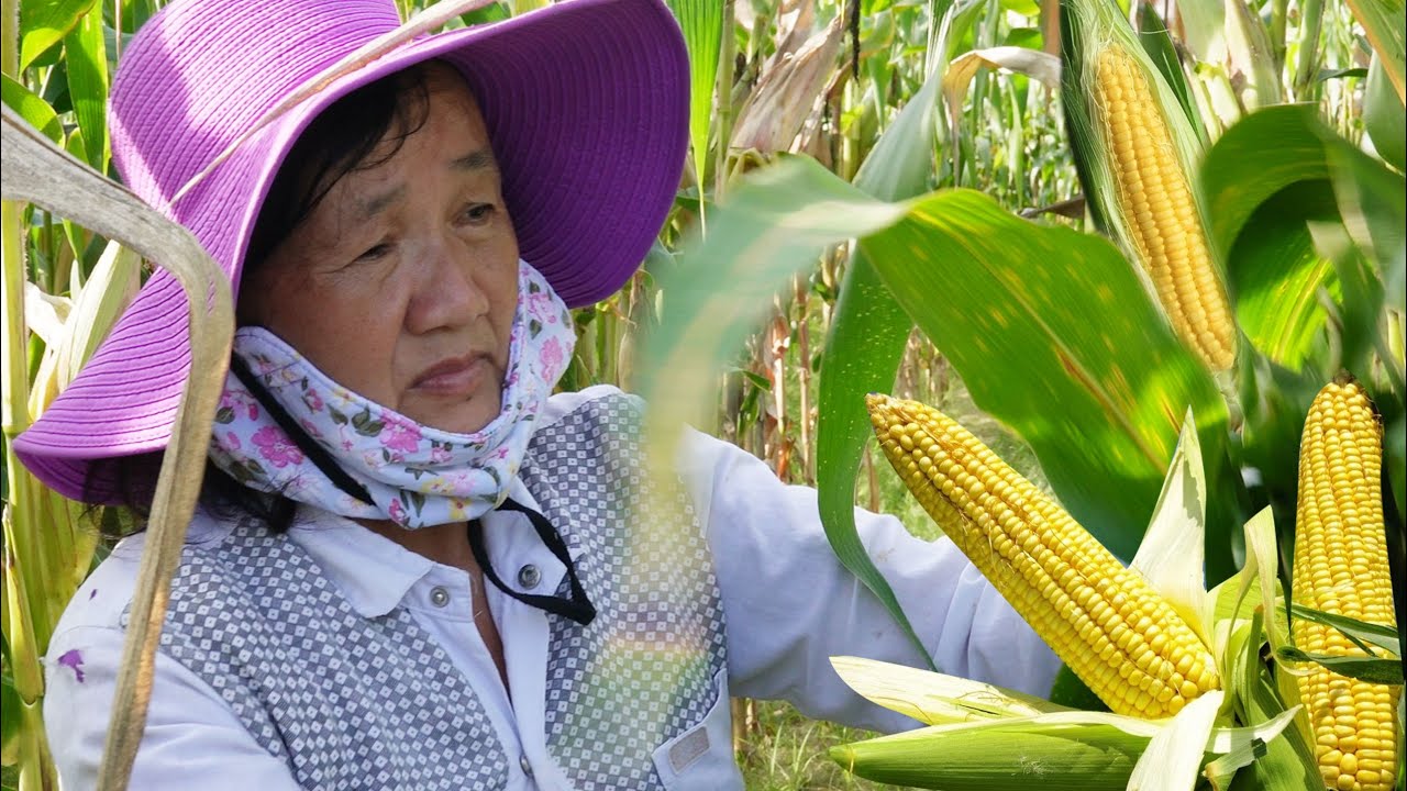 Trim corn leaves in preparation for corn harvesting,Using Grass ...
