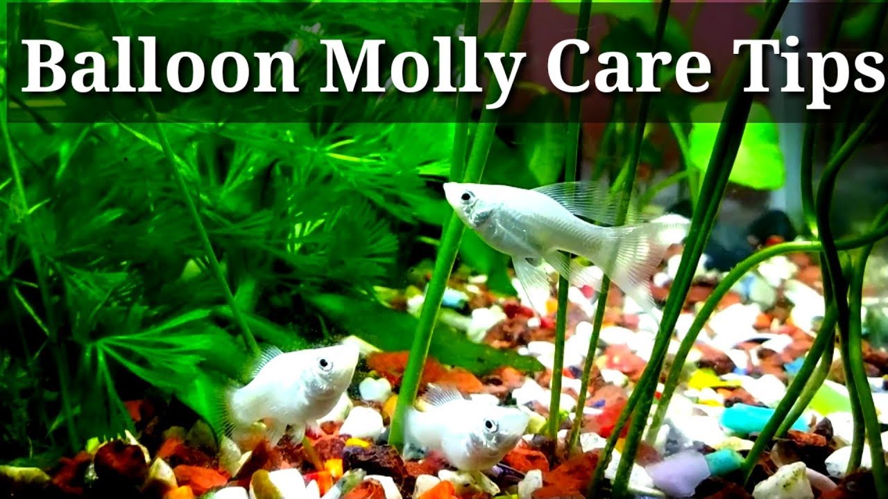 Balloon Molly Care Tips - YouTube