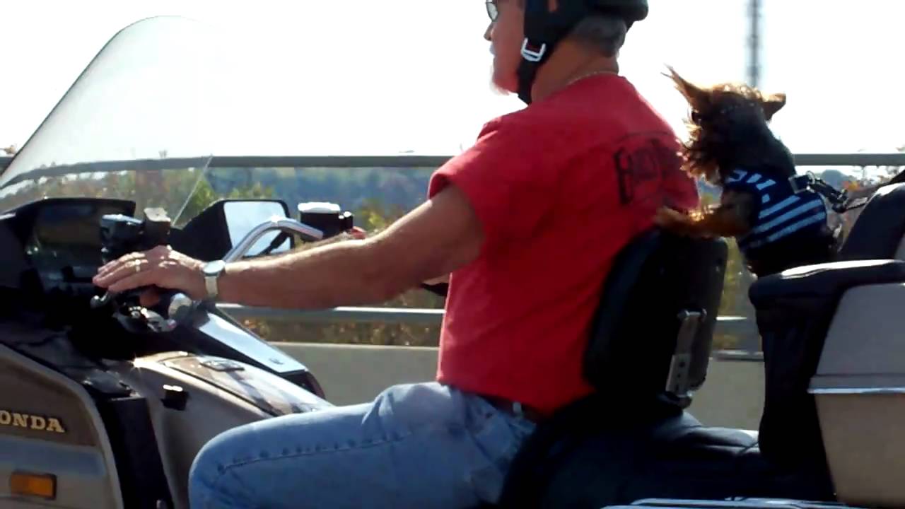 yorkie on motorcycle - YouTube