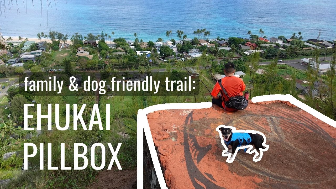 North Shore bunker: Ehukai pillbox in Oahu Hawaii (Family and Dog ...
