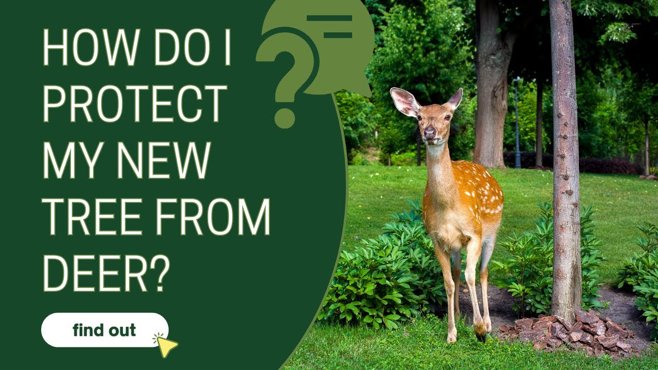 How do I protect my young tree from deer? - YouTube