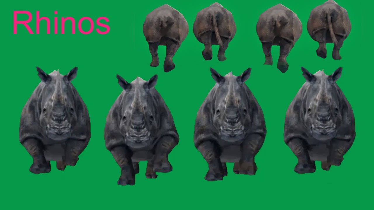 Rhinos Race Running Green Screen Blue Screen Best HD Animals Green ...