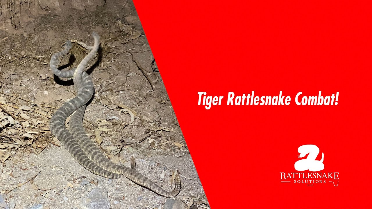 Tiger Rattlesnake Combat! - YouTube