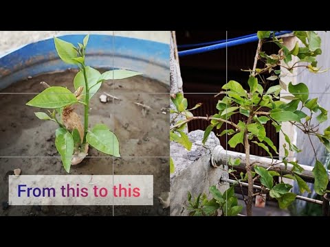 How to grow belpatra plant/how to care belpatra plant at home/give ...