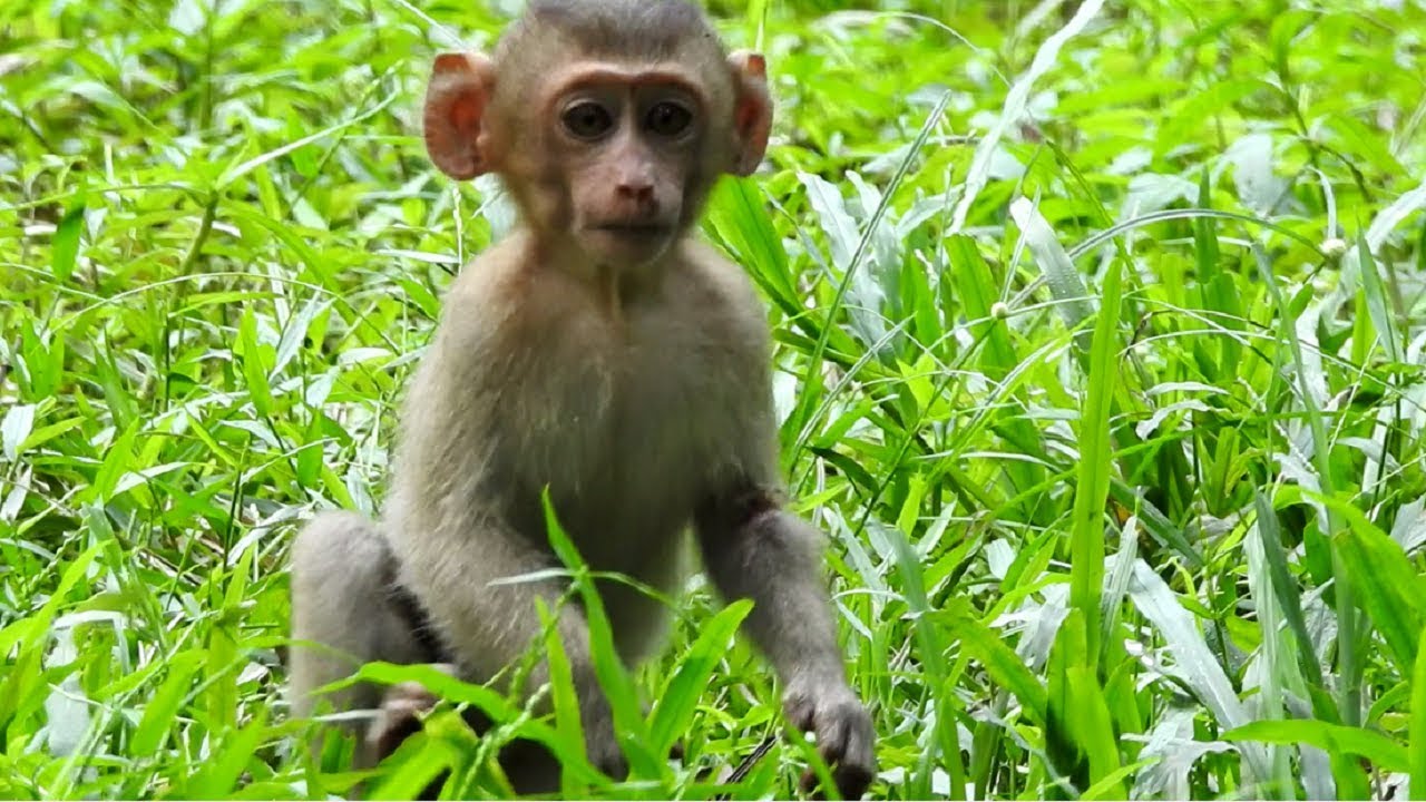 Poor ! Even Baby Monkey Had An Injury On Hand ST1148 Mono Monkey - YouTube