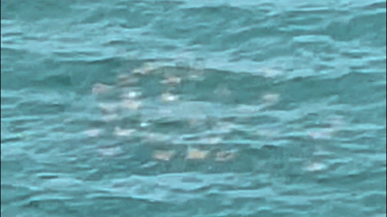 Stingrays in Myrtle Beach?? June 2022 - YouTube