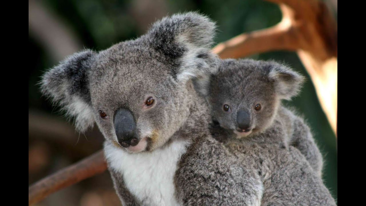 "The Koala's Poisonous Diet" - A Suspenseful Journey - YouTube