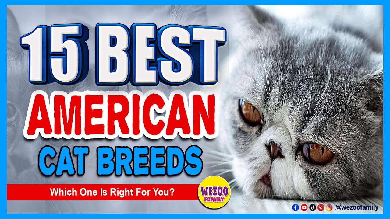 15 Best American Cat Breeds: Which One Is Right For You? - YouTube