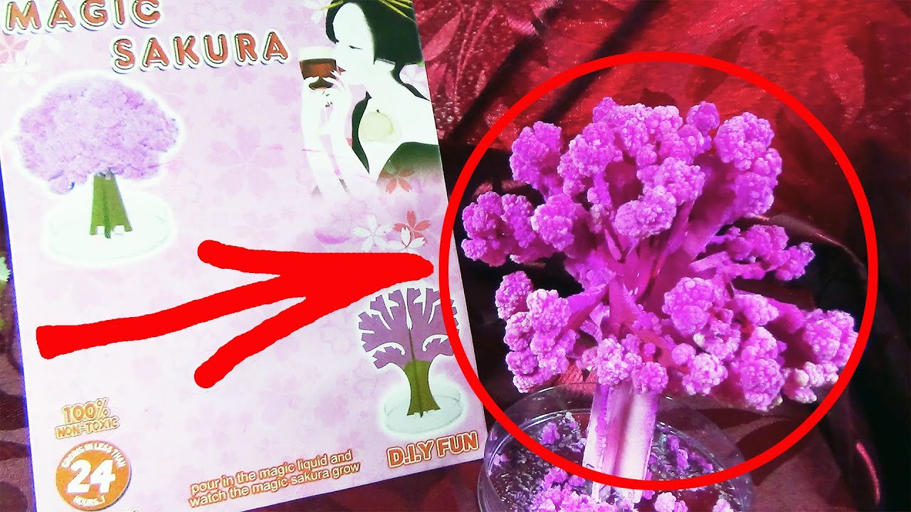 Волшебная сакура из Китая.Magic sakura. - YouTube