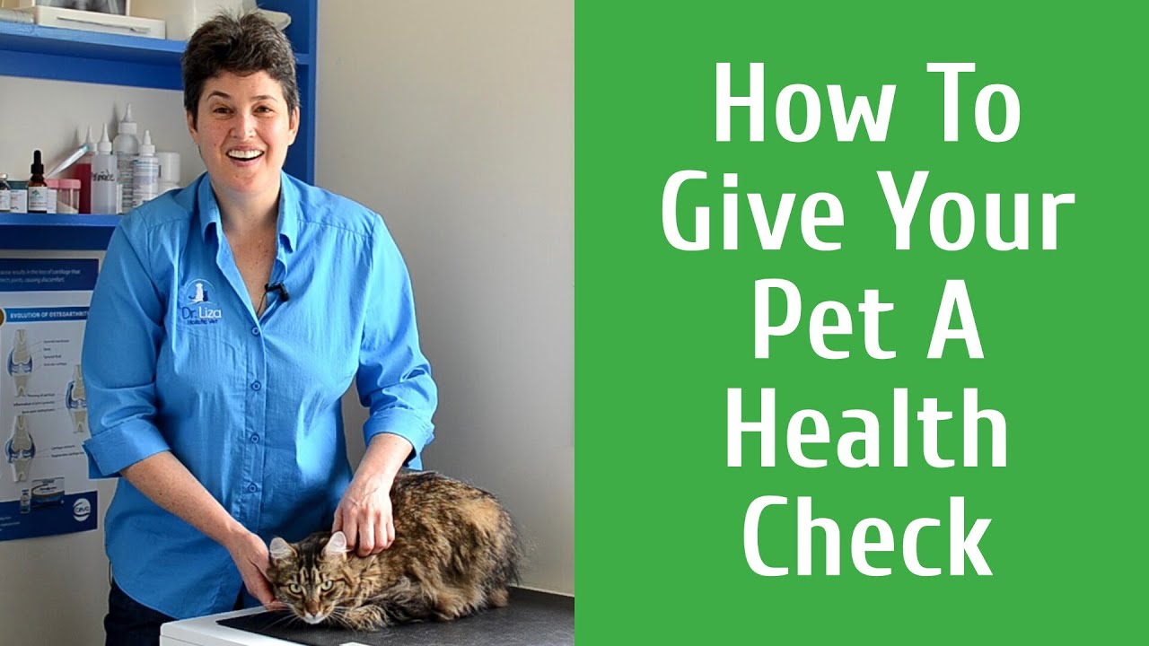How To Give Your Pet A Health Check - YouTube