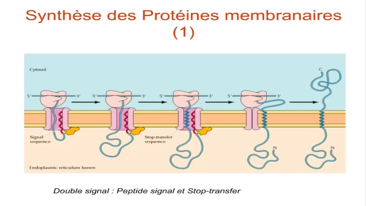 Les ribosomes et la synthèse protéique - YouTube