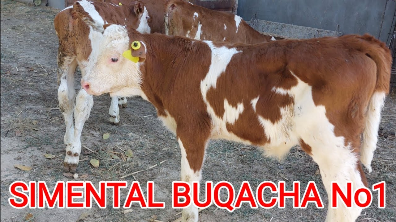 SIMENTAL BUQACHALA 5 DONA Sotiladi ☎️935373130 - YouTube