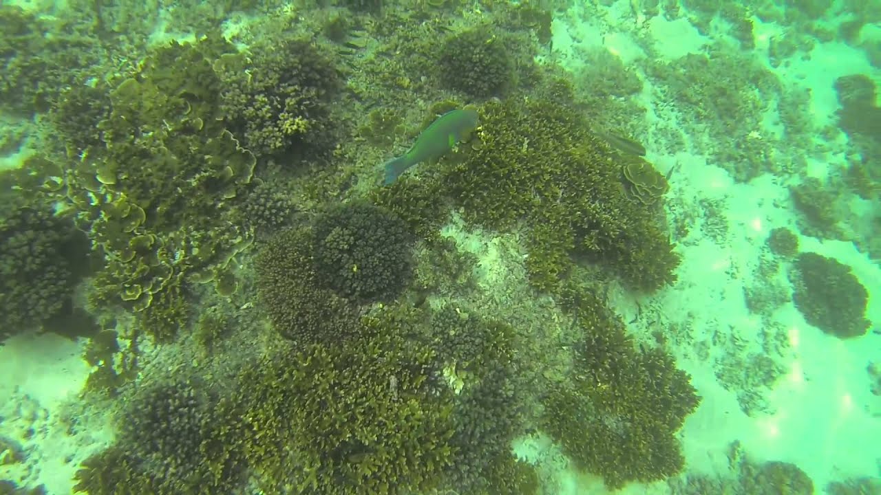 Snorkeling Koh Samui Island - Thailand - YouTube