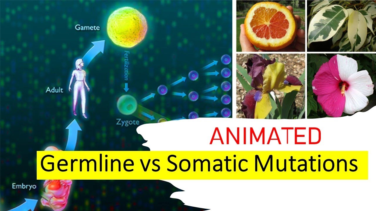 GT - 14; Germ-line Mutation vs Somatic Mutation - YouTube