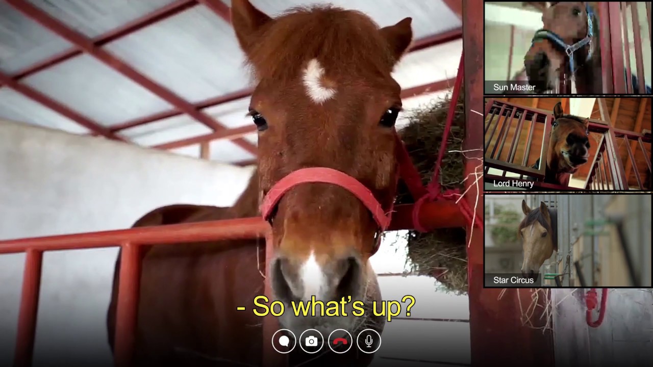 PMU - HORSE RACING RESUMPTION - YouTube