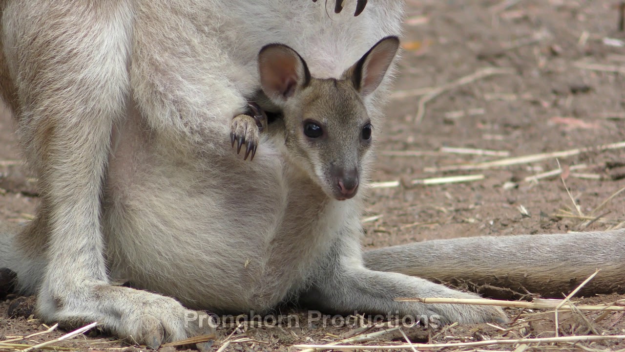 Australia Outback Video Footage - YouTube