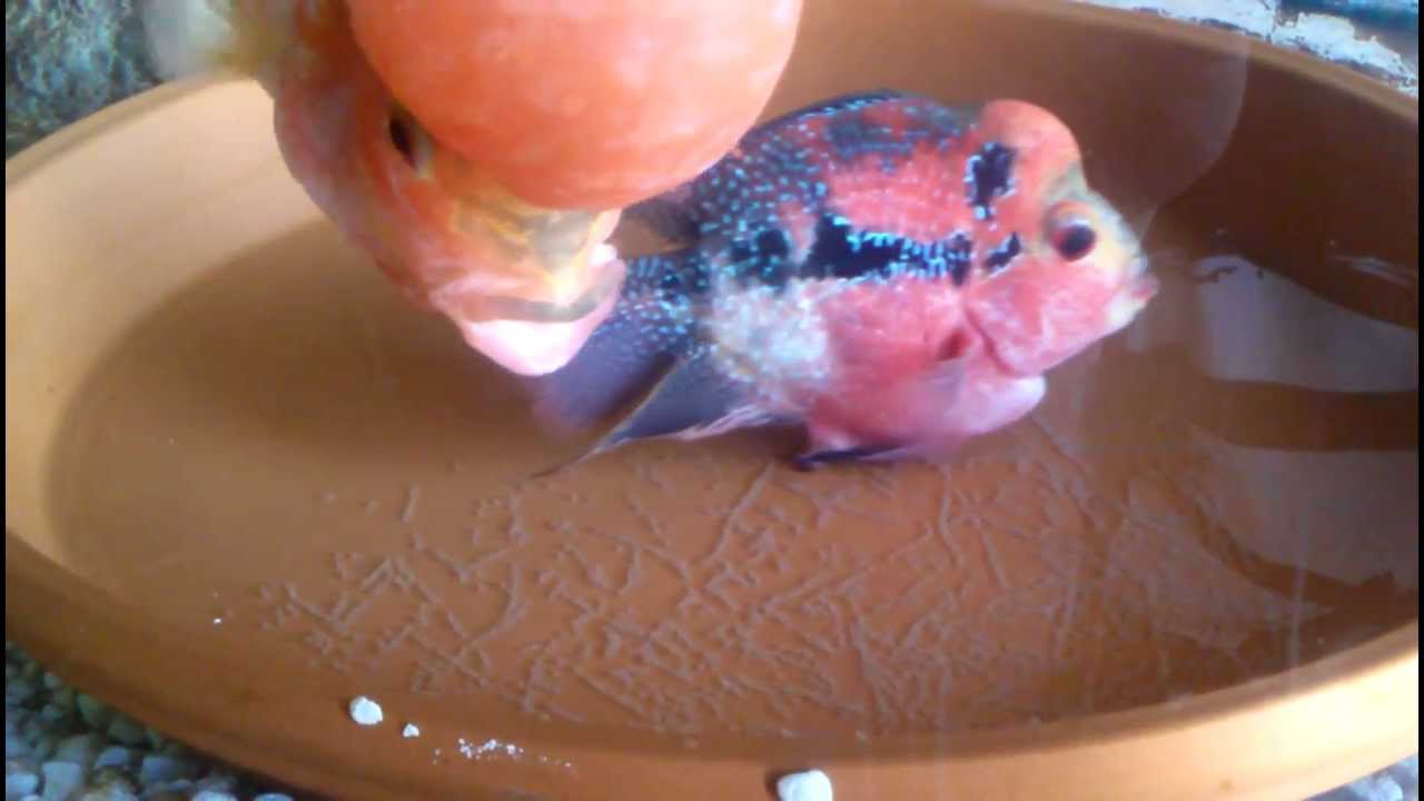 Flowerhorn Monster fader breeding - YouTube