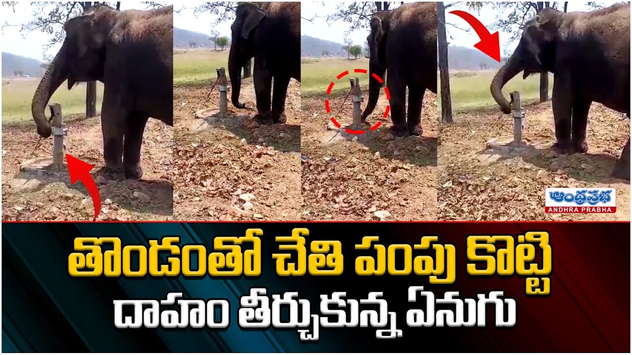 Elephant Operate Hand Pump on Its Own to Drink Water | Andhraprabha ...