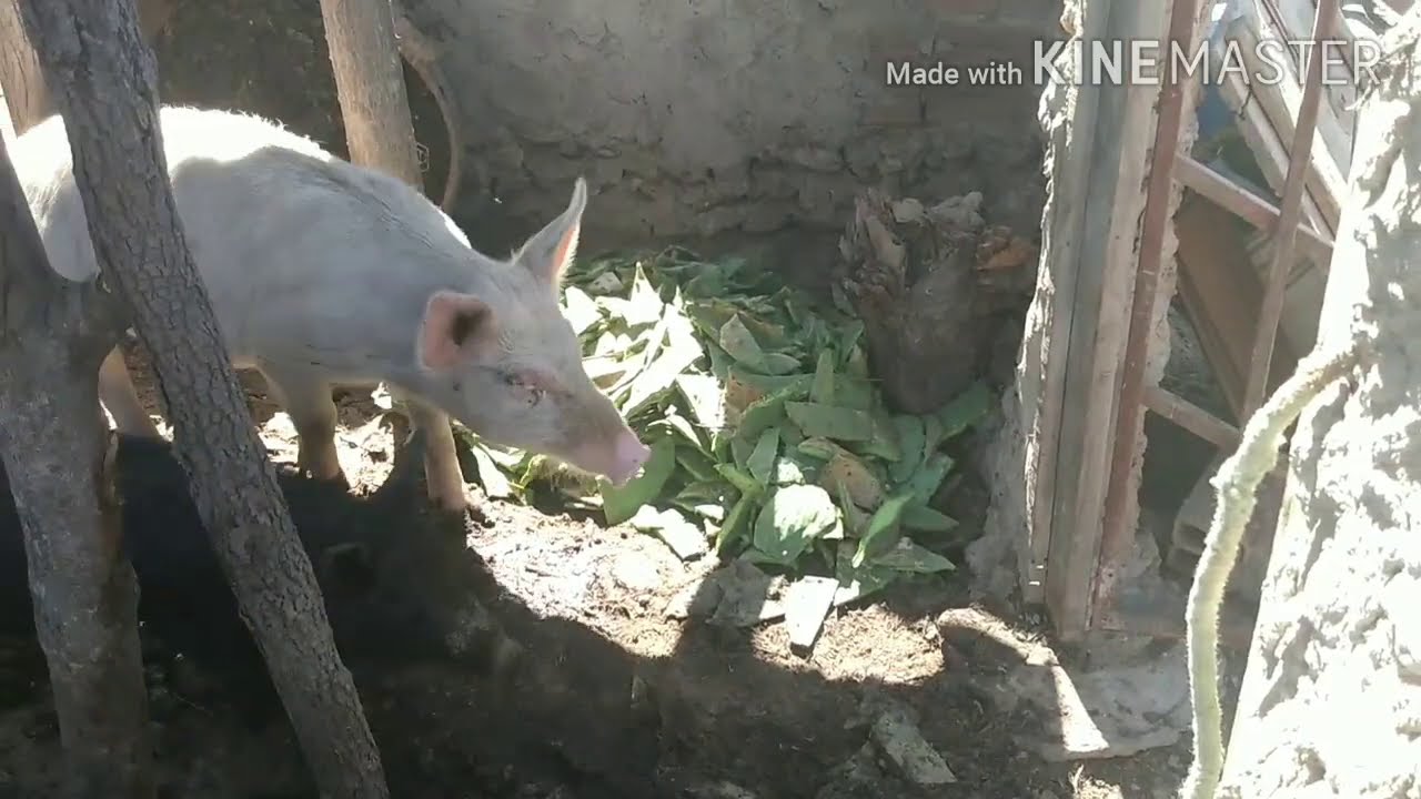 Criação de porcos piau em pocilga de pedra no sertão - YouTube