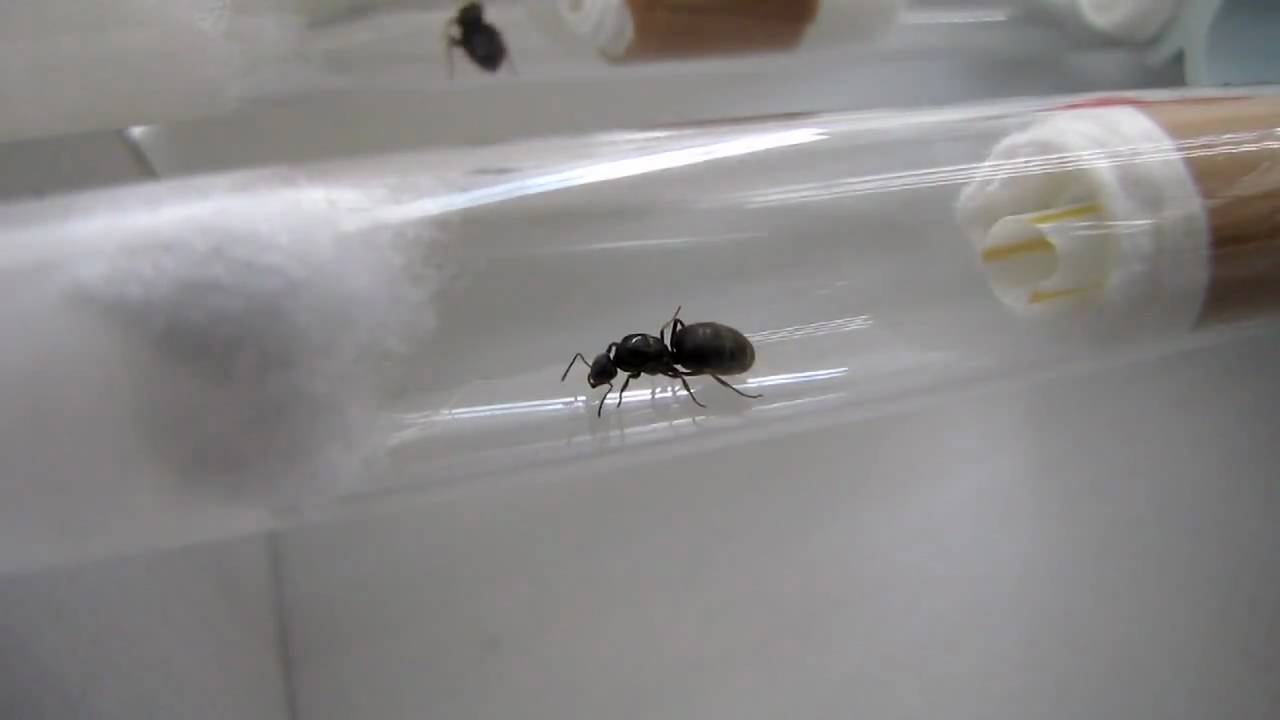Young ant queen tending to her first eggs Macro HD - YouTube