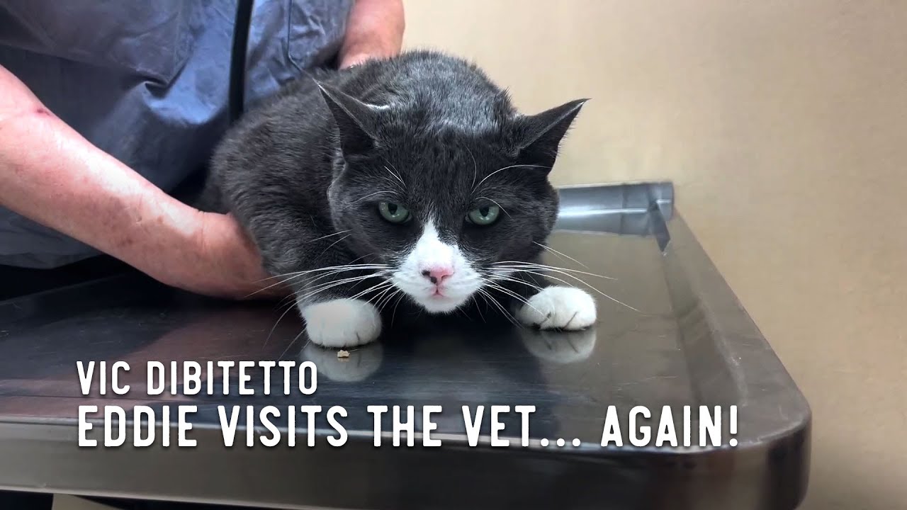 Eddie visits the vet… again! - YouTube