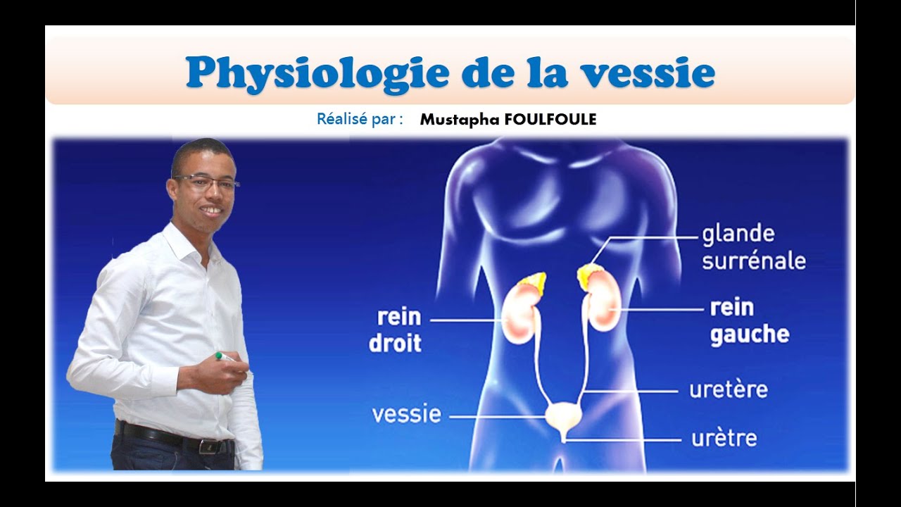 La physiologie de la vessie - YouTube