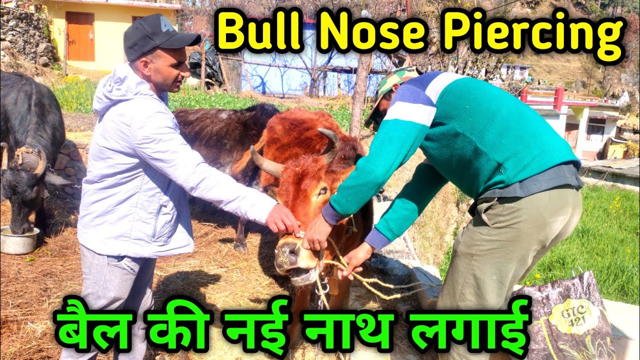 Bull Nose Piercing | Bull Ki Nakail Change Kardi | Pahadi Lifestyle ...