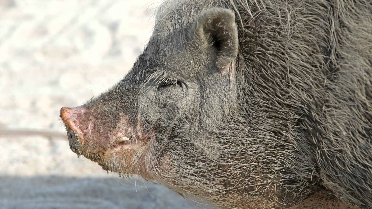 Wee Pigs Farm and Sanctuary - YouTube