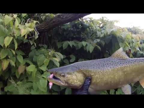 Samish River Float Fishing - YouTube