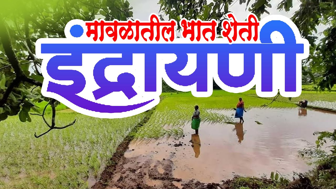 Bhat Sheti Information In Marathi | मावळातील भात शेती | भात शेती लागवड ...