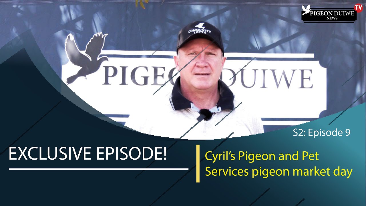 Exclusive! Pigeon Duiwe News TV- Cyril's Pigeon and Pet Services Pigeon ...