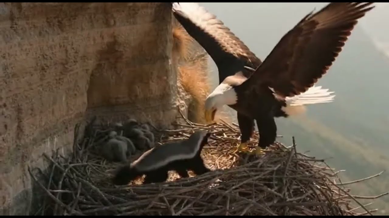 Honey Badger vs Wolves & Bald Eagle – The Most Fearless Wildlife Battle ...