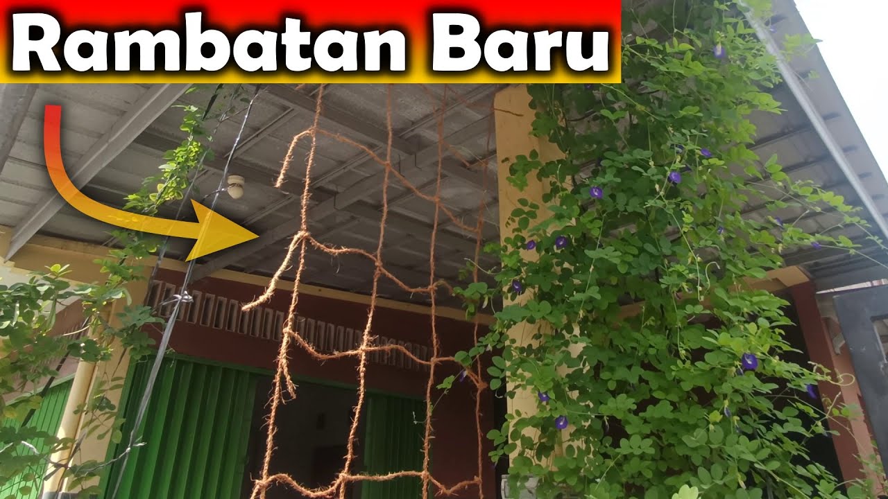 Membuat Rambatan Bunga Telang dari Tali Serabut Kelapa - YouTube