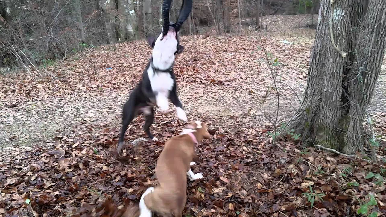 Classic Bully on spring pole - YouTube