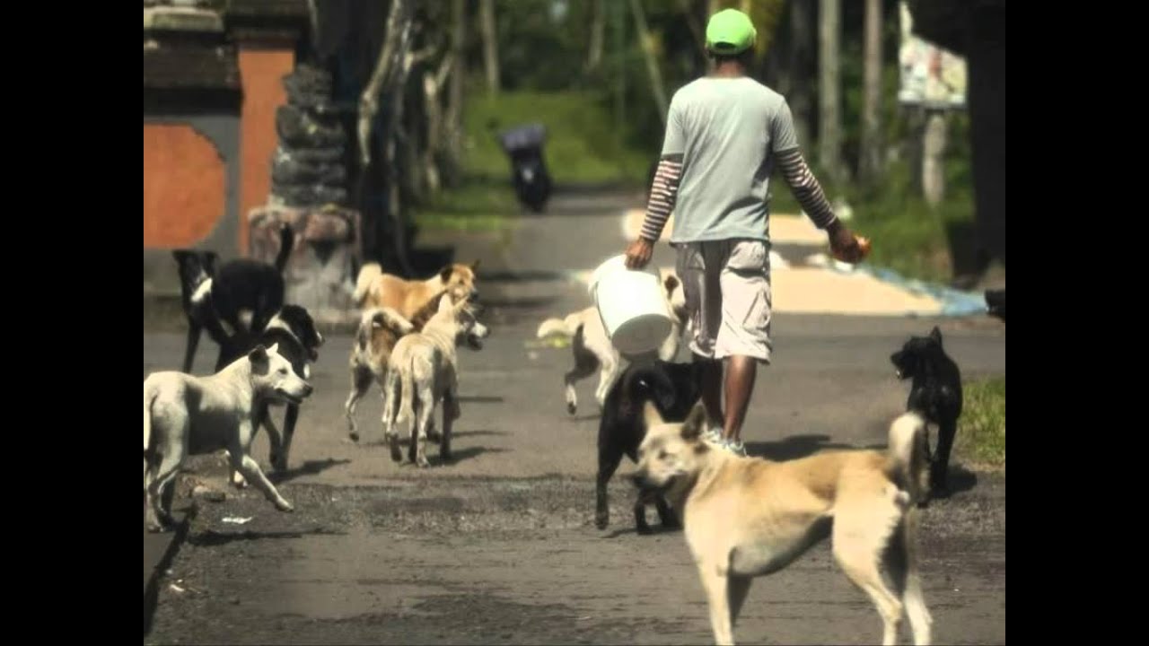 Bali Dogs, Quest Project - YouTube