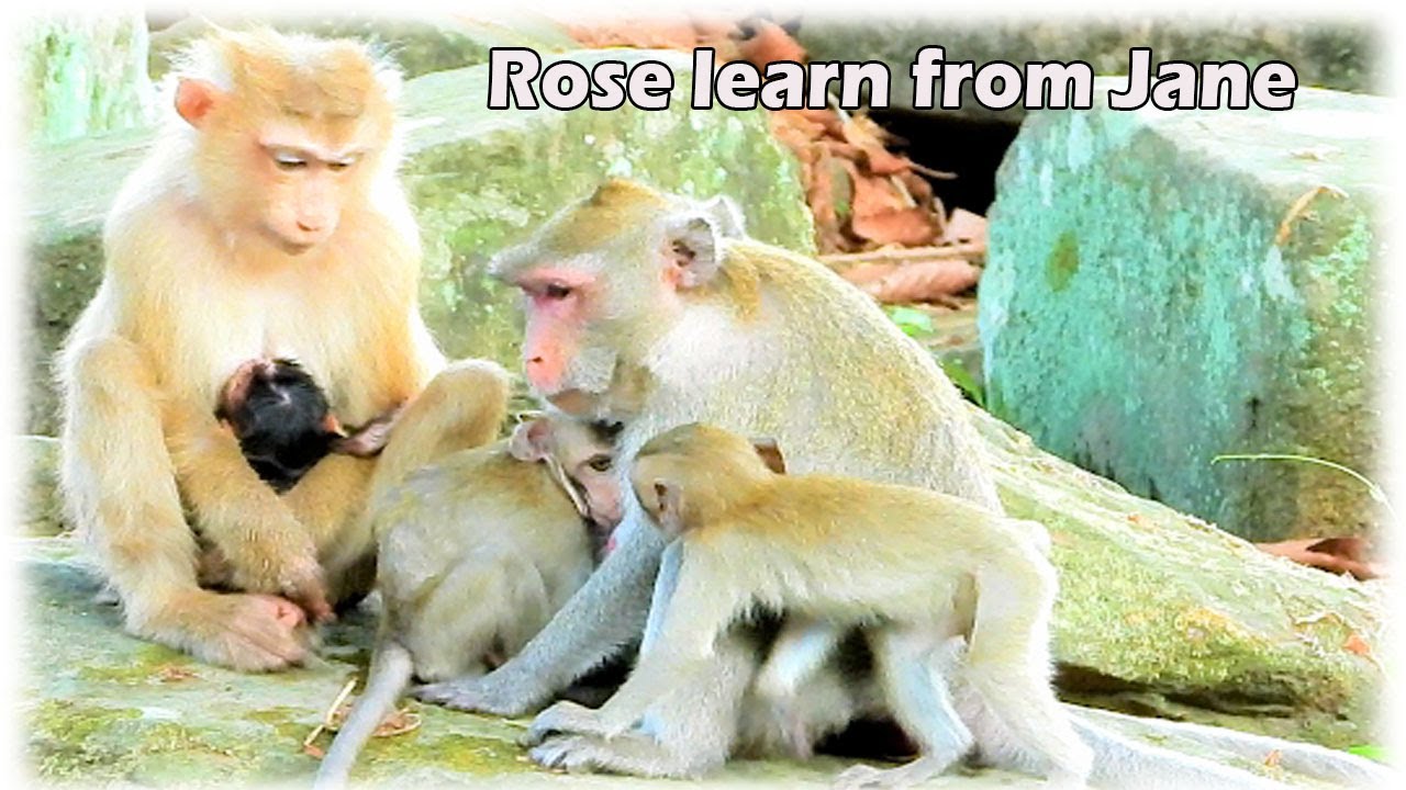 Mom Jane is the best that why young mom Rose follow & learn how to do ...